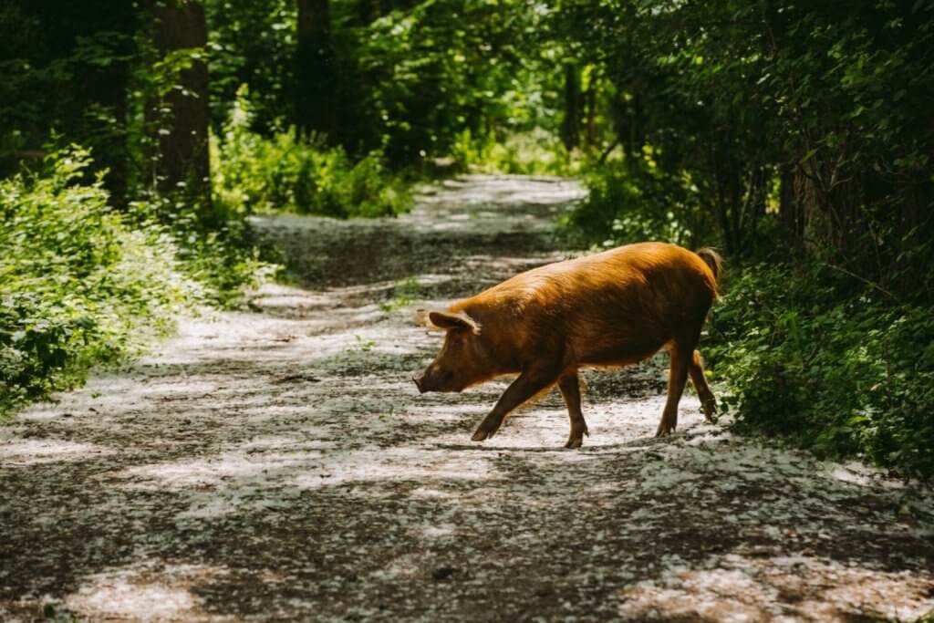 A story of rewilding at Belmont